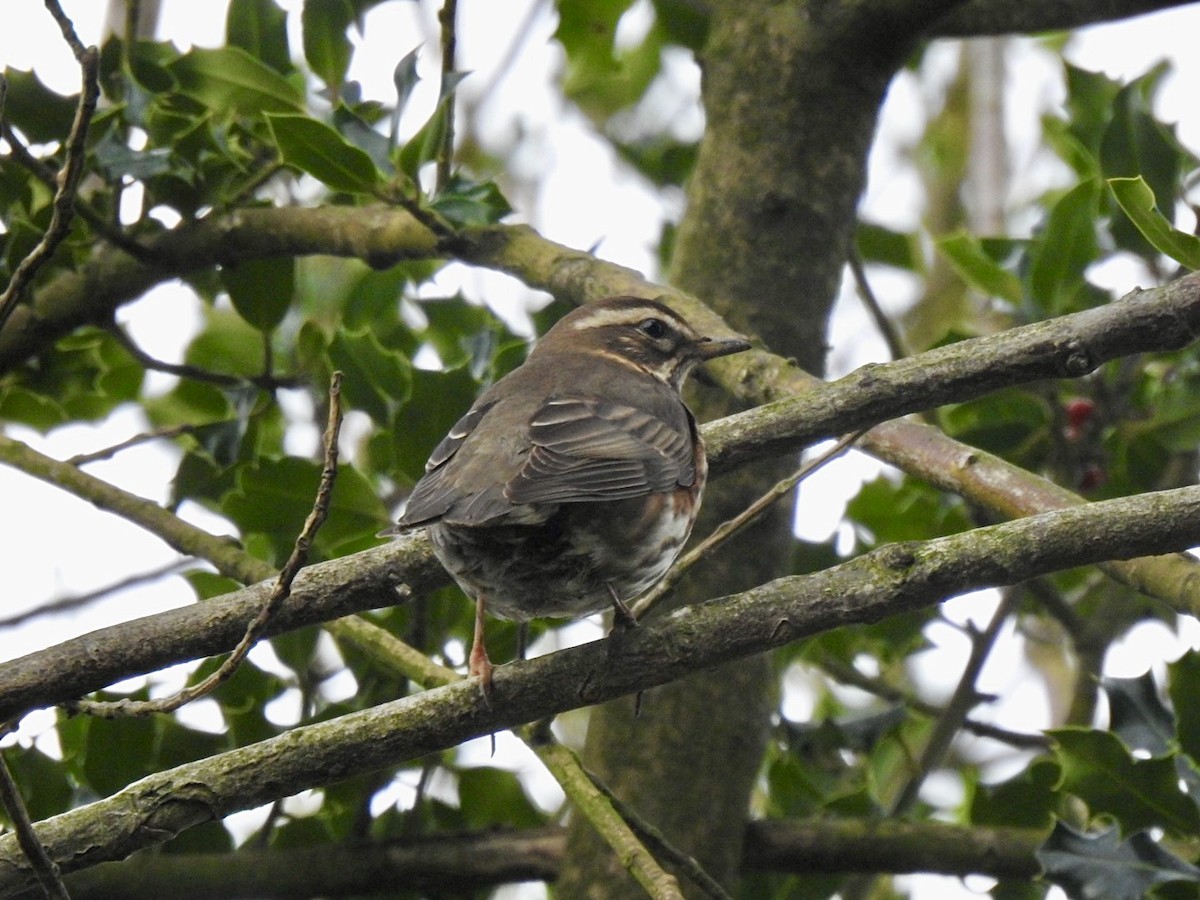 eBird Checklist - 25 Dec 2023 - Cow Lane - 14 species
