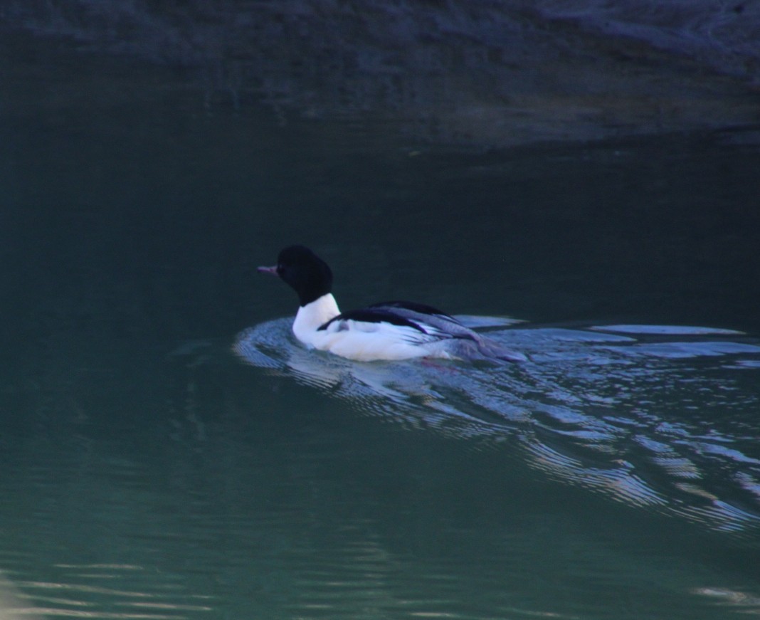 eBird Checklist - 26 Dec 2023 - Oka ibaia. Forua - 25 species