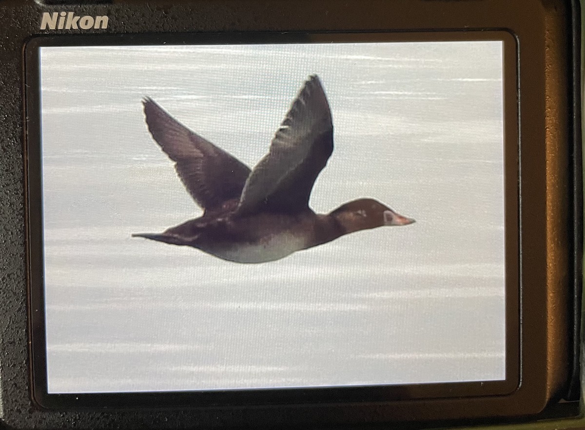 eBird Checklist - 26 Dec 2023 - North Jetty Park - 17 species