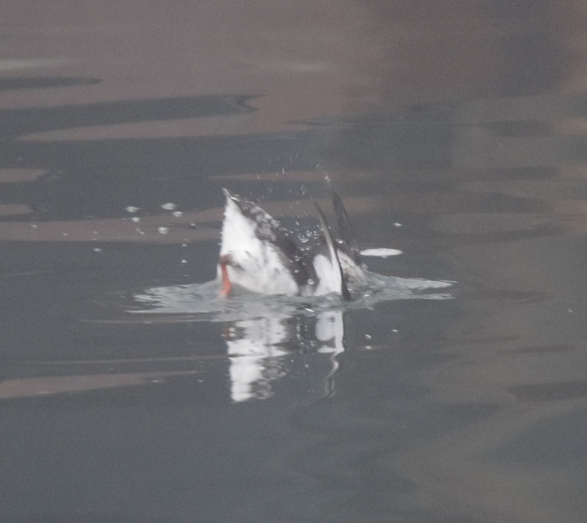 eBird Checklist - 26 Dec 2023 - Block Island--Harbor - 8 species