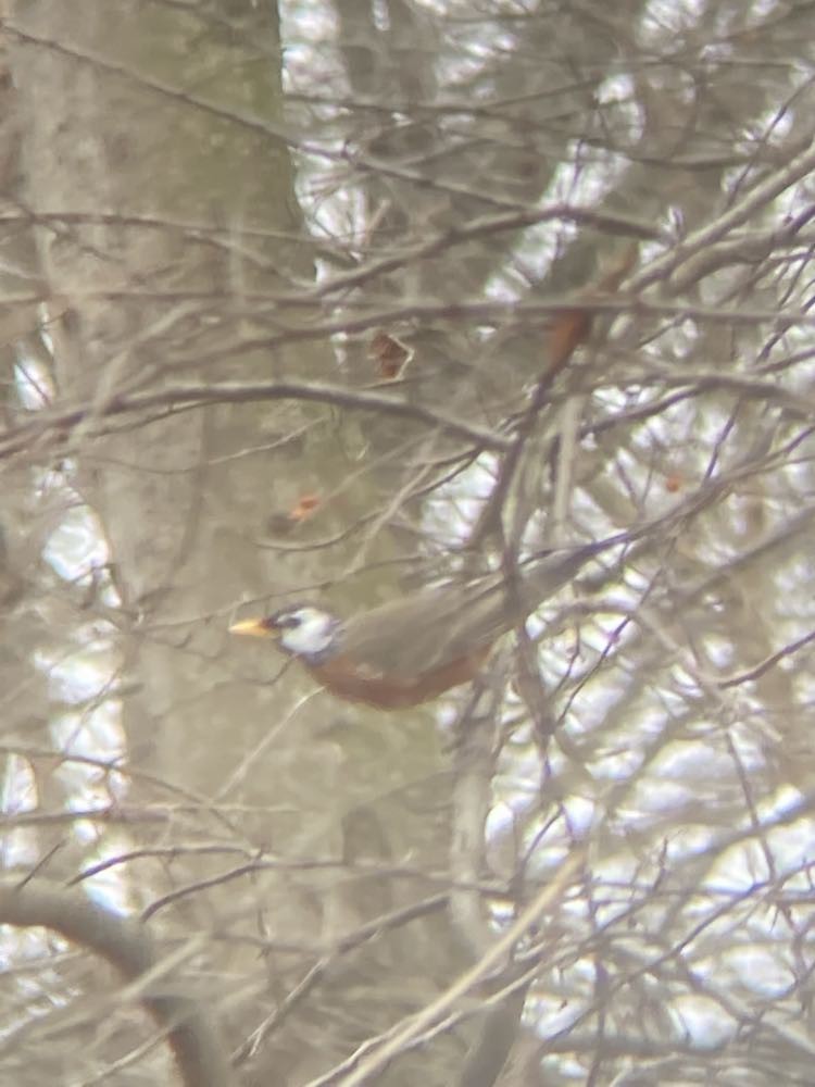 eBird Checklist - 26 Dec 2023 - John Heinz NWR--impoundment (Philadelphia Co.) - 47 species (+1 ...
