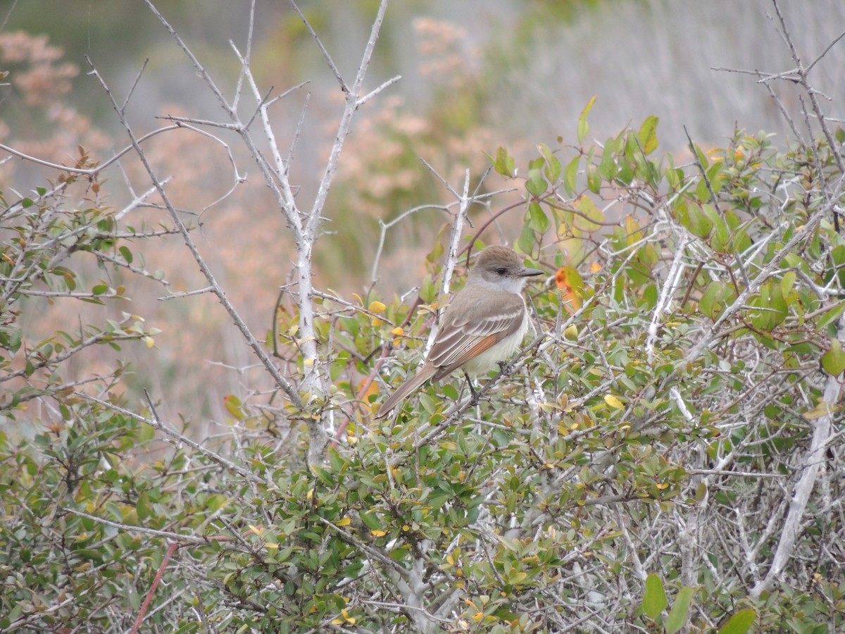 eBird Checklist - 26 Dec 2023 - Gulf Islands National Seashore--Fort ...