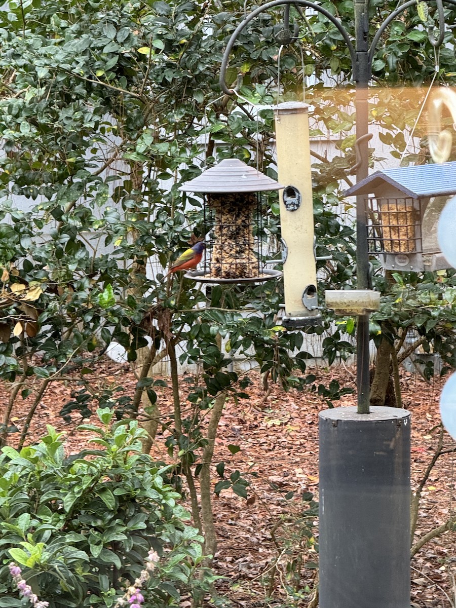 eBird Checklist - 26 Dec 2023 - Skidaway Island - 1 species