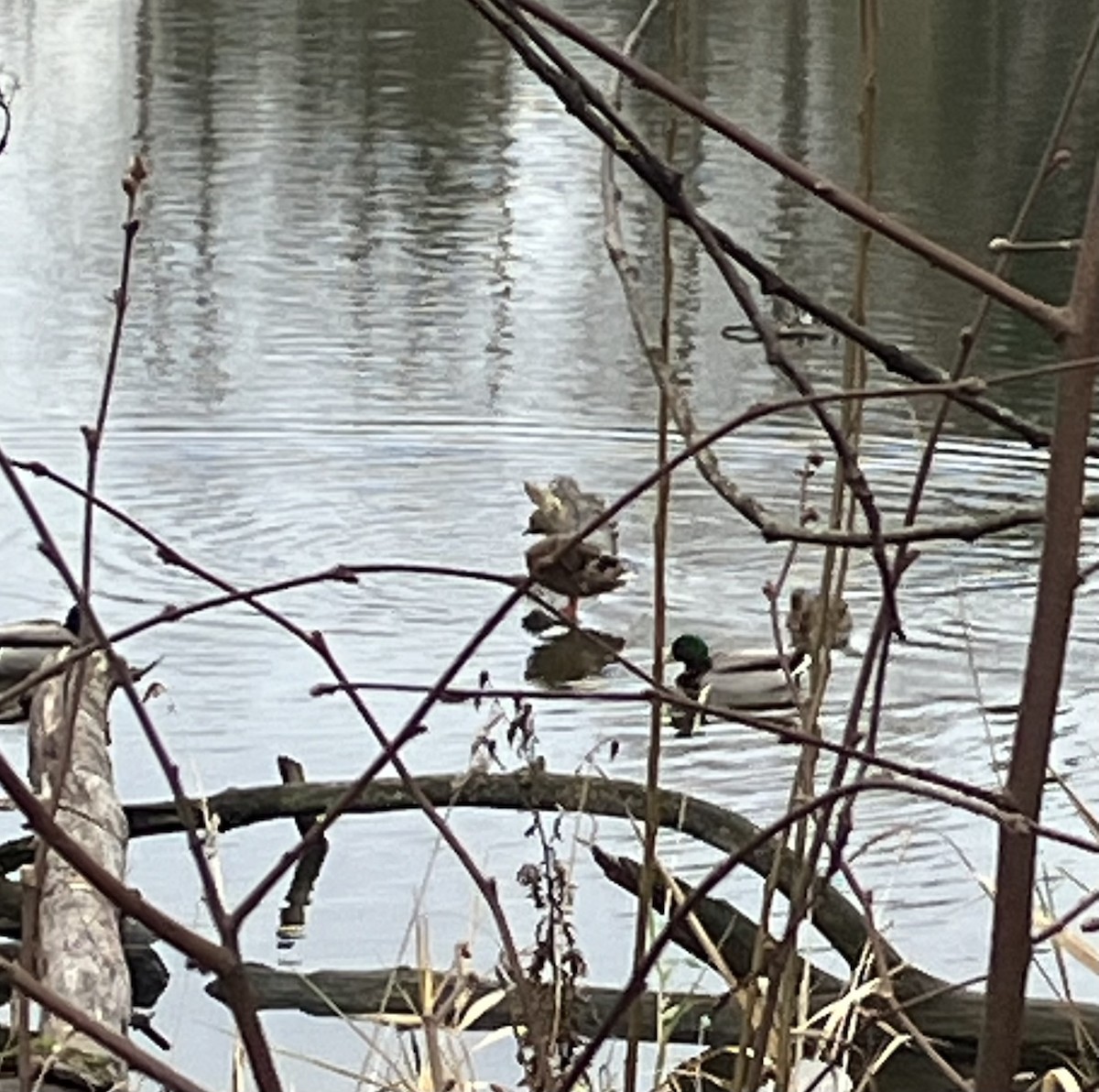 eBird Checklist - 26 Dec 2023 - Whitaker Ponds Nature Park - 40 species ...