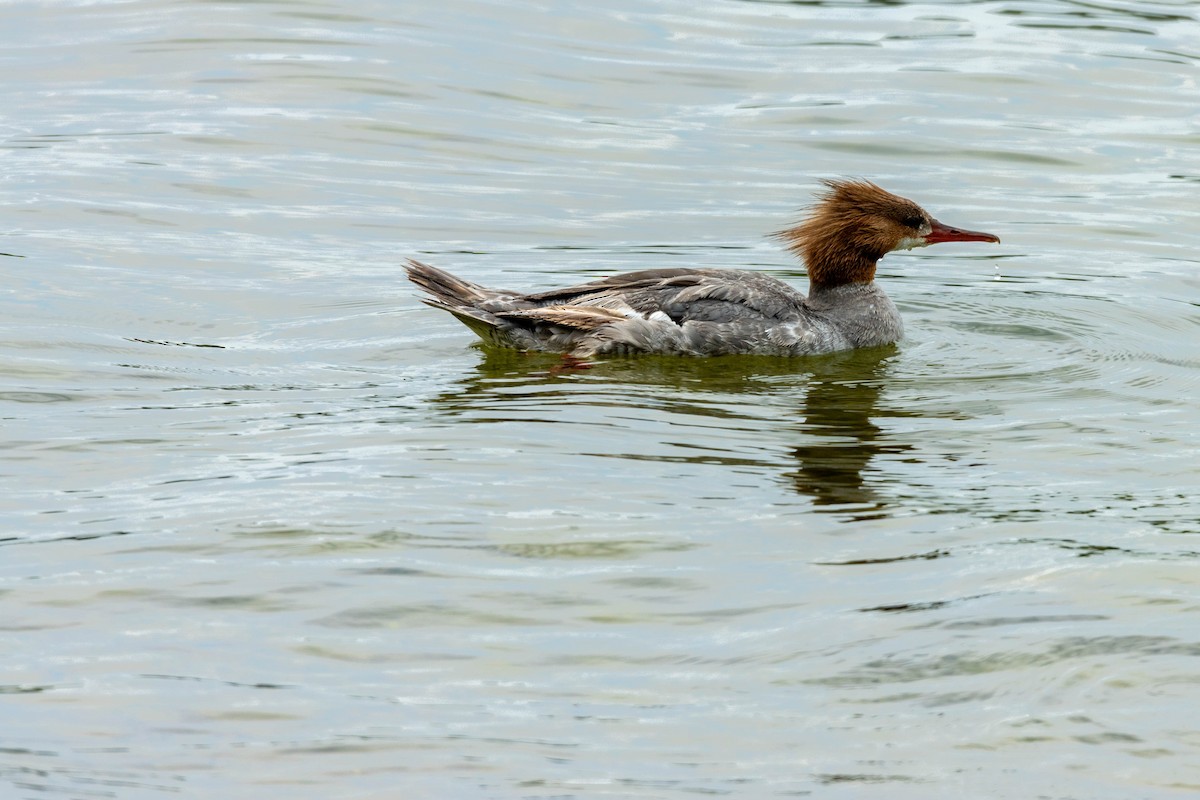 eBird Checklist - 27 Jul 2023 - Nelson Point - 3 species