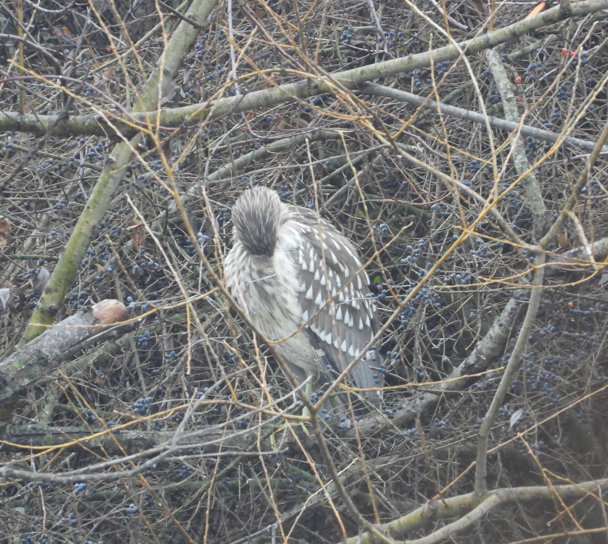 eBird Checklist - 24 Dec 2023 - Albion College, Albion US-MI 42.24077 ...