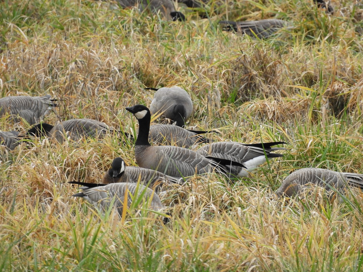 eBird Checklist - 26 Dec 2023 - Ridgefield NWR--River 'S' Unit - 28 species