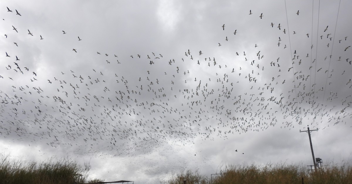 eBird Checklist - 23 Dec 2023 - Atascosa County - CR 412 - 50 species ...
