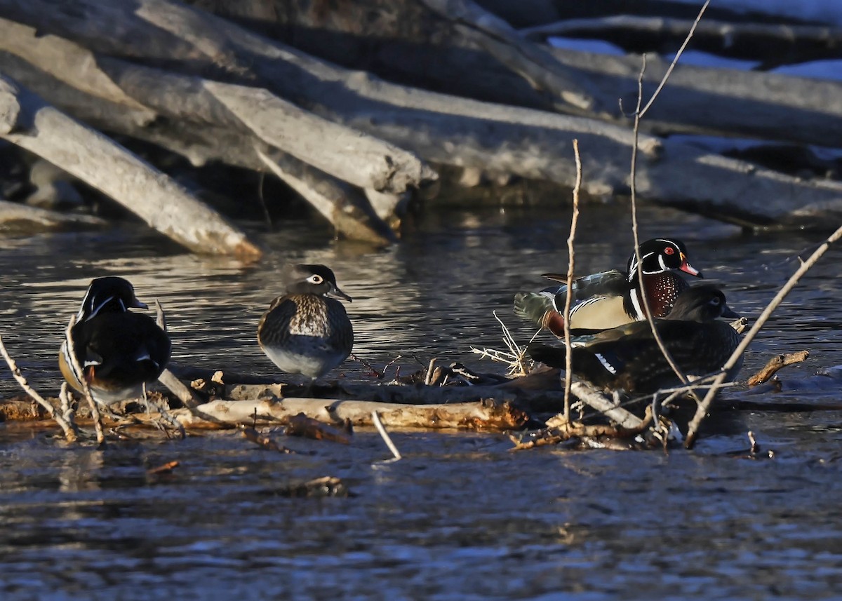 eBird Checklist - 26 Dec 2023 - Calgary--Carburn Park - 18 species