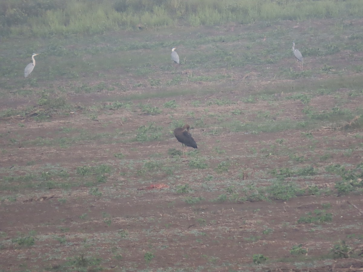 eBird India Checklist - 27 Dec 2023 - Ammana Kere, Sidlaghatta - 50 ...