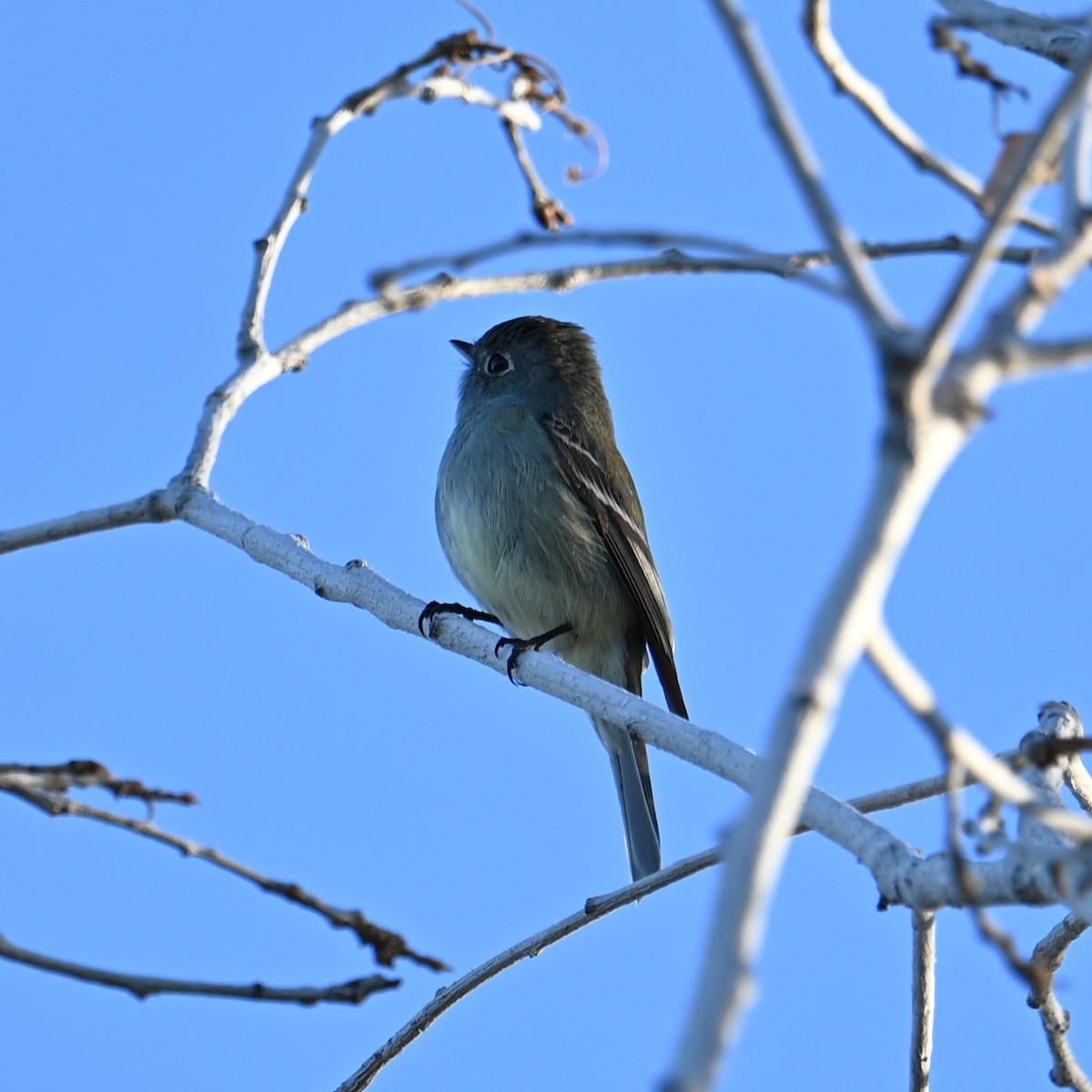 eBird Checklist - 26 Dec 2023 - Tres Rios Overbank Wetlands (permit ...