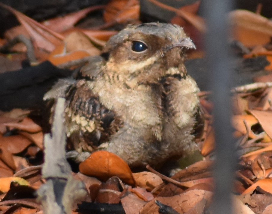 eBird Australia Checklist - 21 Oct 2018 - 0822, Wickham AU-NT (-12.5647 ...