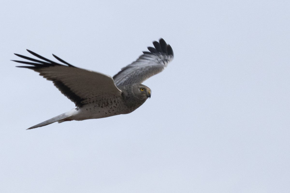 eBird Checklist - 26 Dec 2023 - Pole Farm (Mercer County Park NW) - 2 ...