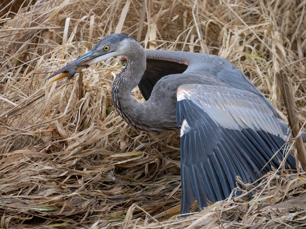eBird Checklist - 27 Dec 2023 - Snake Den Farm - 17 species