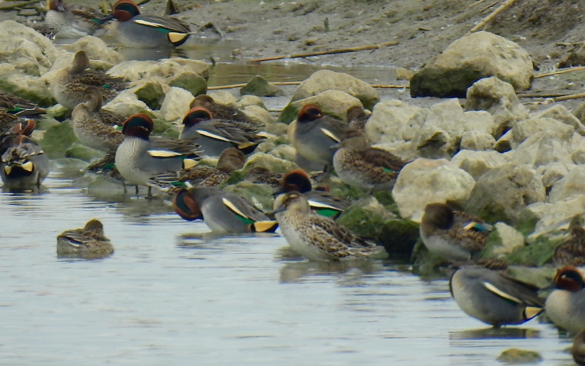 eBird Portugal Checklist - 27 Dec 2023 - Lezíria Grande de Vila Franca ...