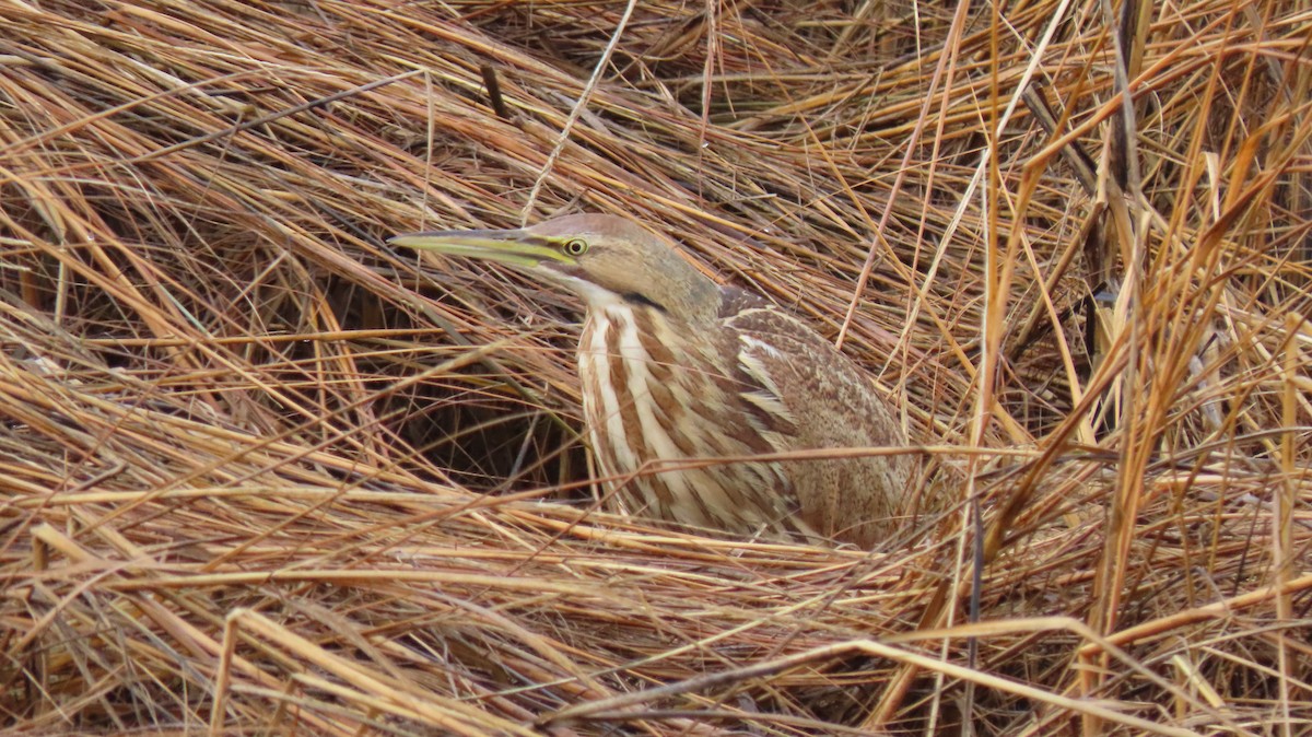 eBird Checklist - 27 Dec 2023 - Parker River NWR--Stage Island Pool - 1 ...
