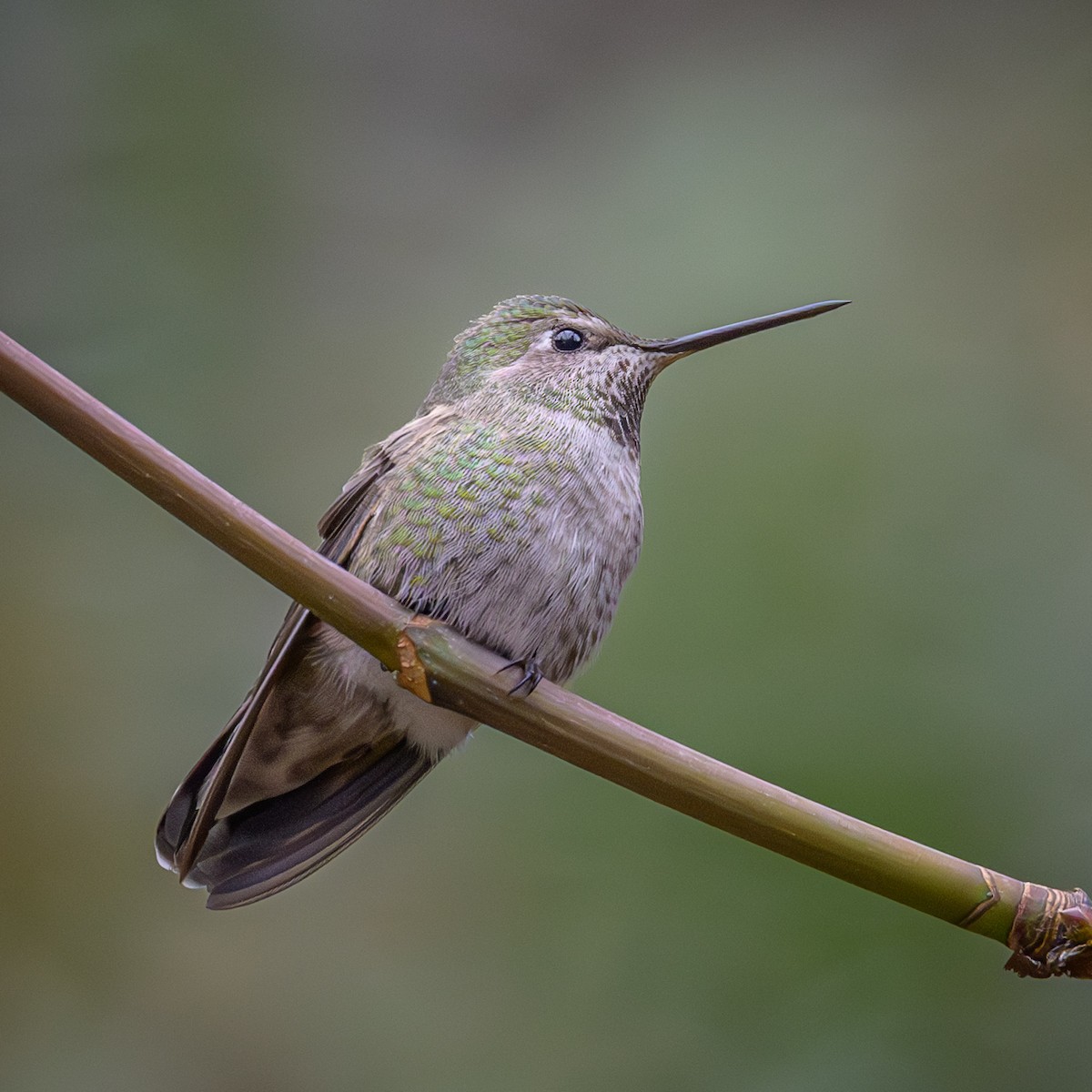 eBird Checklist - 27 Dec 2023 - Little White Salmon Fish Hatchery - 31 ...