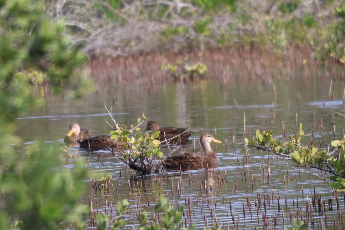 eBird Checklist - 27 Dec 2023 - Rotary Park Environmental Center - 26 ...