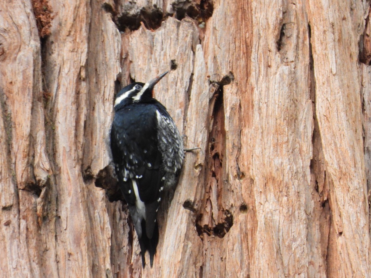 eBird Checklist - 26 Dec 2023 - Big Trees Loop Trail, Yosemite National ...
