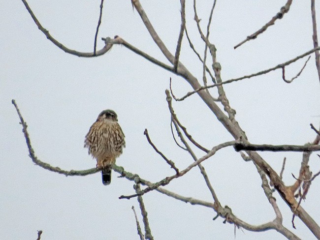 eBird Checklist - 27 Dec 2023 - Dempsey Boat Basin - 7 species (+1 ...