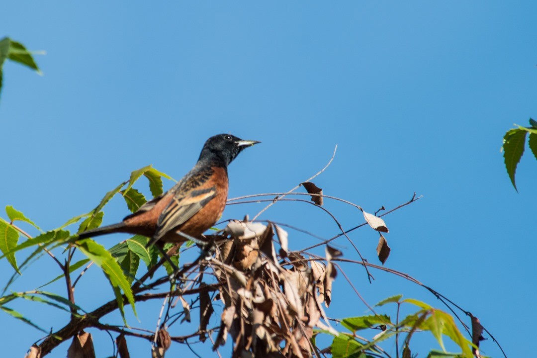eBird Checklist - 26 Dec 2023 - Reserva Ecológica Estero de San José ...