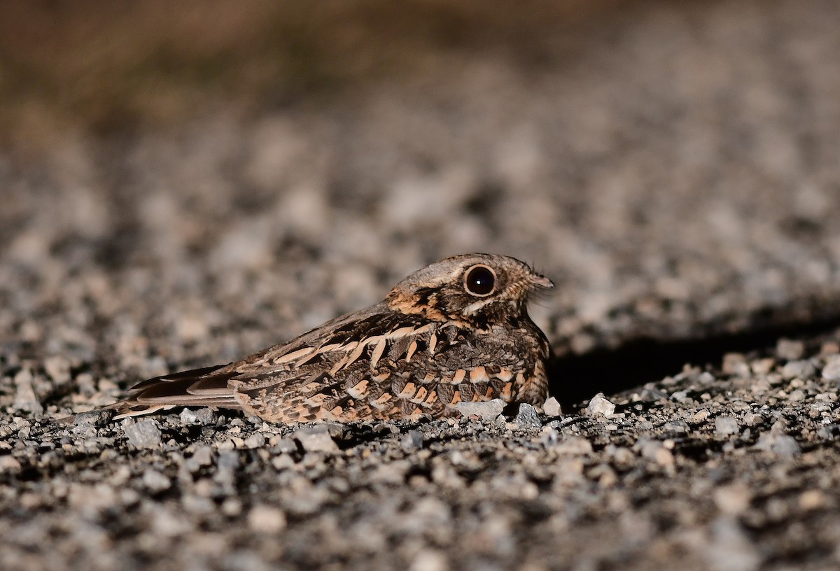 eBird Checklist - 27 Dec 2023 - Rajamangala University of Technology ...