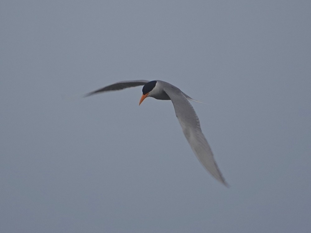 eBird India Checklist - 28 Dec 2023 - Kannuru Kere - 65 species