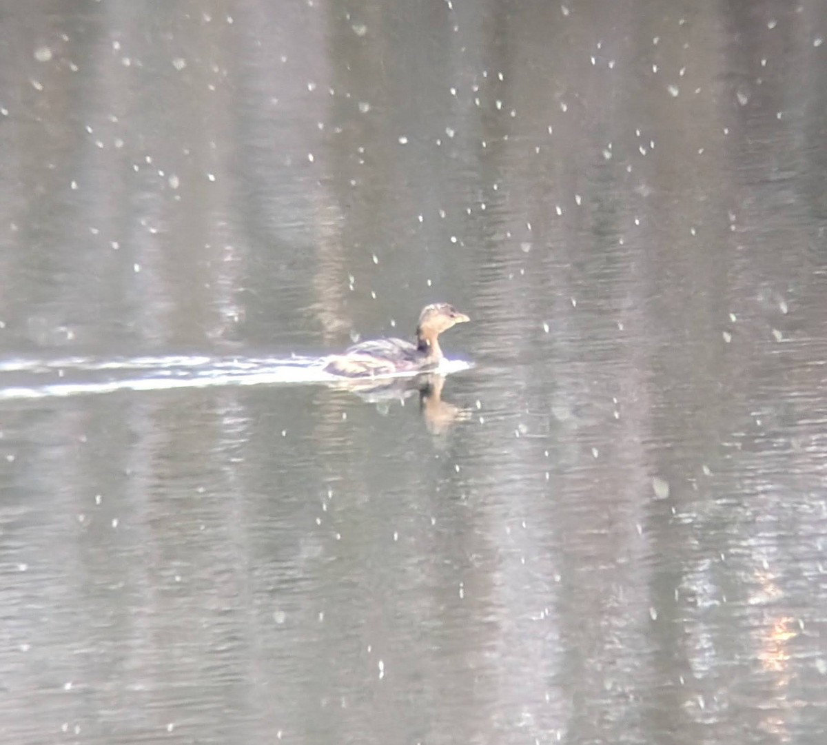 eBird Checklist - 27 Dec 2023 - Spring Fork Lake - 17 species (+2 other ...