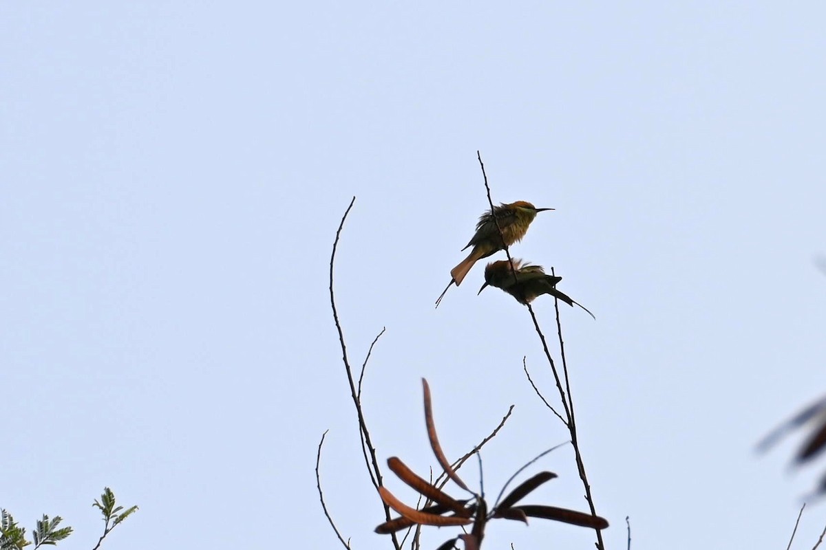 eBird India Checklist - 27 Dec 2023 - Kailasagiri Hills - 24 species