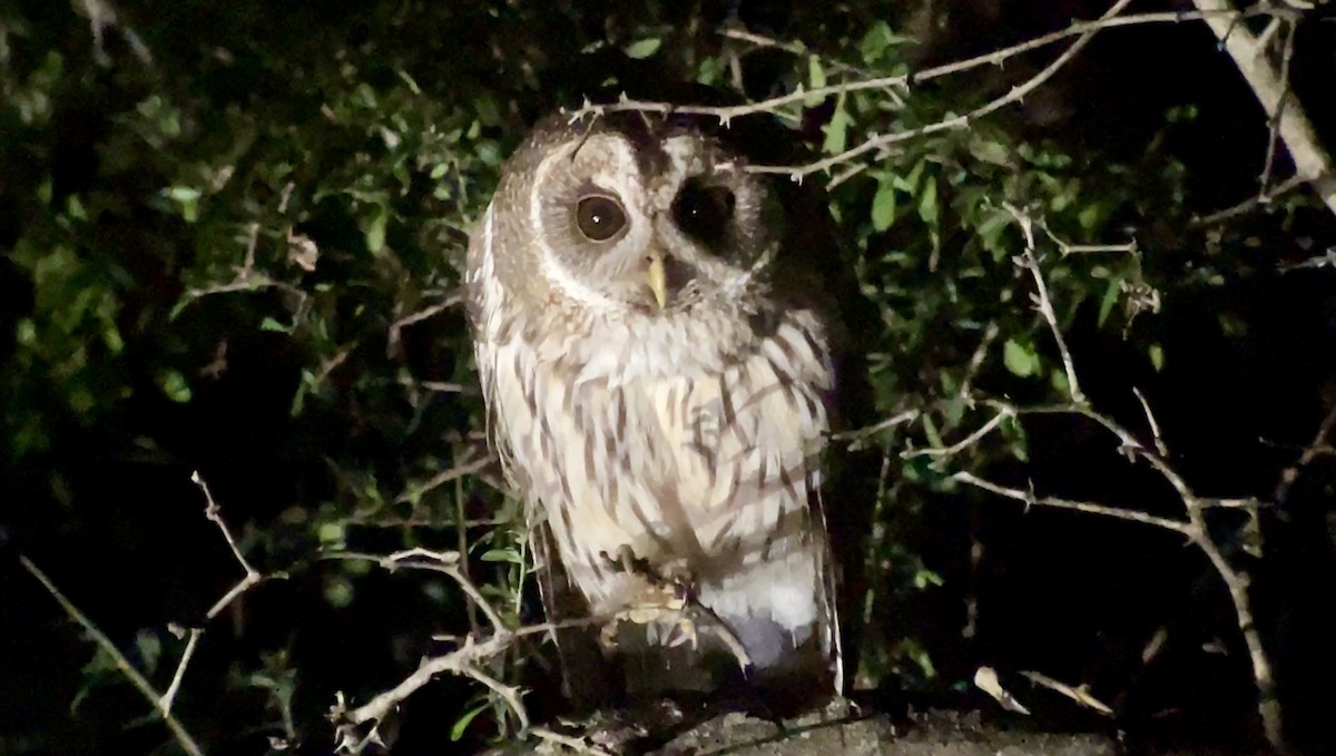 eBird Checklist - 27 Dec 2023 - Santa Margarita Ranch (LTC 079)(Starr ...