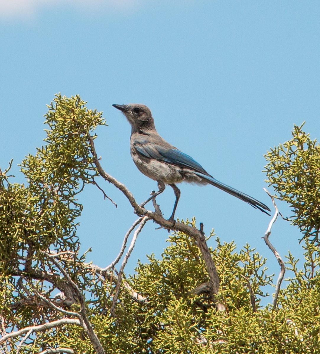 eBird Checklist - 5 Jul 2022 - Eagle Canyon Rest Area - 1 species