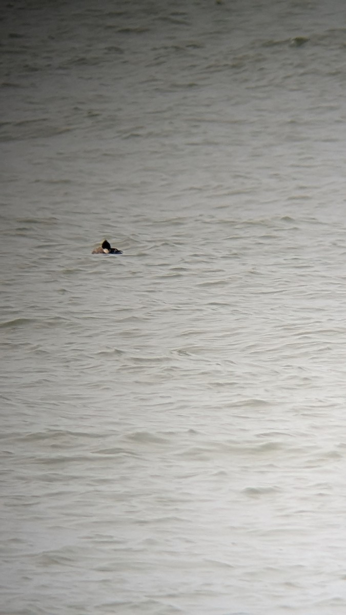 eBird Checklist - 28 Dec 2023 - Michigan City Harbor - 8 species
