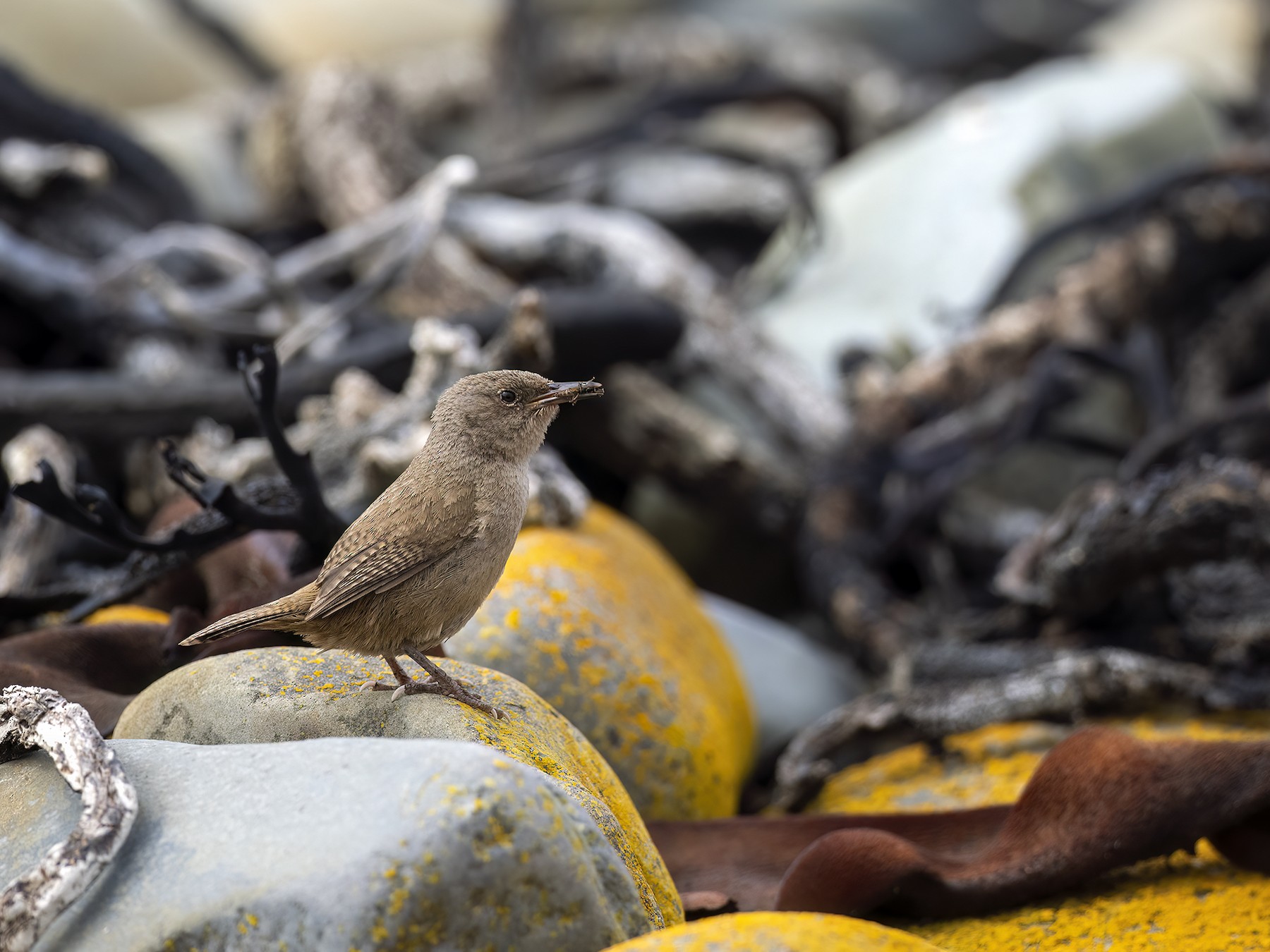 Cobb's Wren - eBird