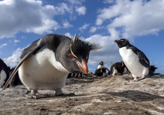 Photos - Western Rockhopper Penguin - Eudyptes chrysocome - Birds of ...