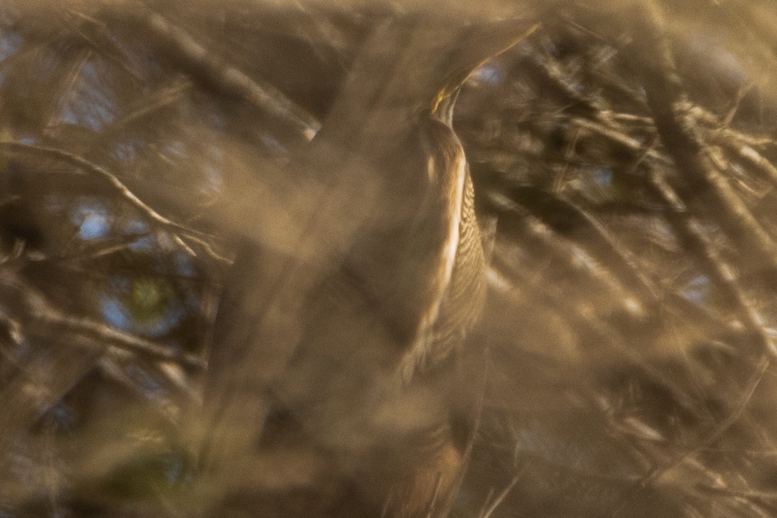 eBird Checklist - 27 Dec 2023 - Santa Margarita Ranch (LTC 079)(Starr ...