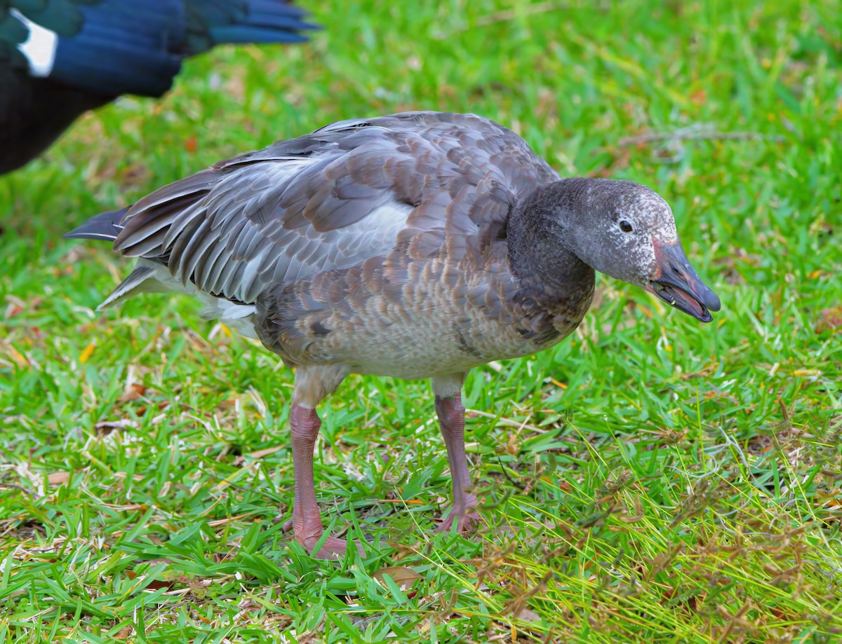 eBird Checklist - 28 Dec 2023 - Lime Tree Dr., Edgewater, Fl 32141 - 0 ...