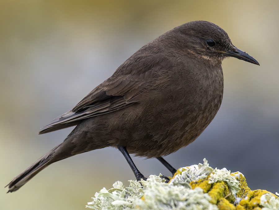 Blackish Cinclodes - eBird