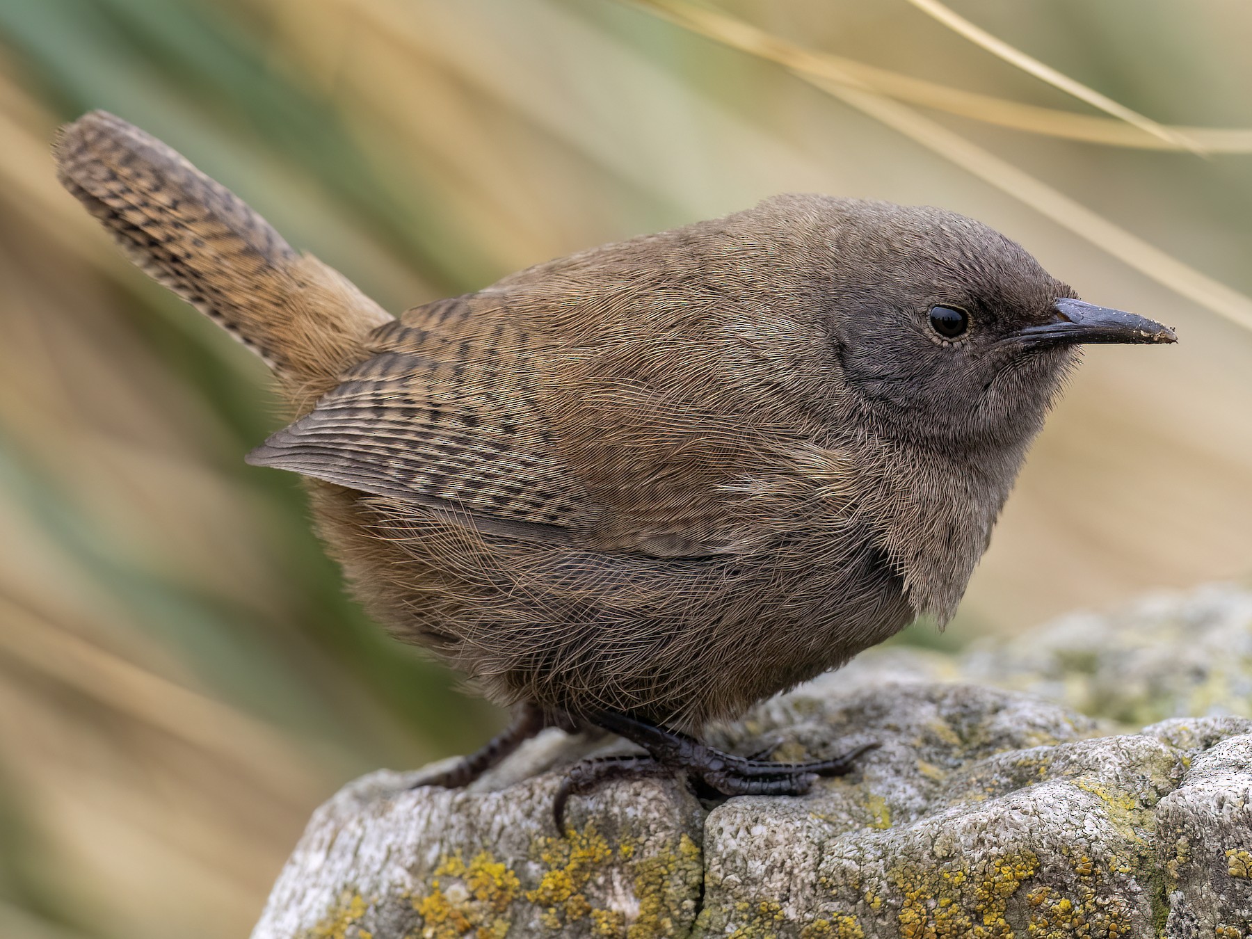 Cobb's Wren - eBird