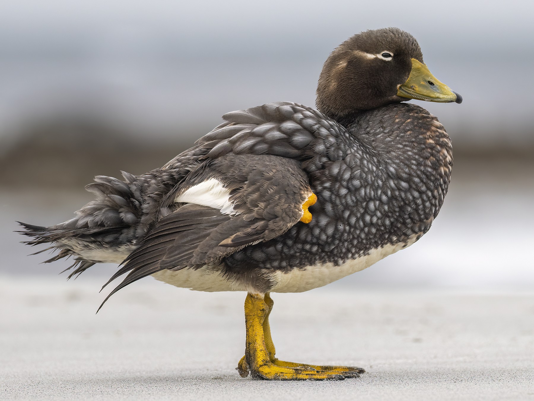 Falkland Steamer-Duck - eBird