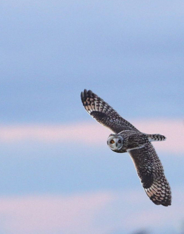 eBird Checklist - 22 Dec 2023 - Samish Flats--East 90 - 4 species