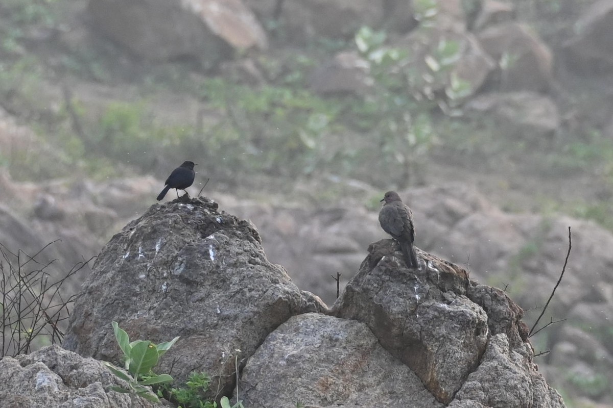 eBird India Checklist - 28 Dec 2023 - jodugullapalem beach - 38 species