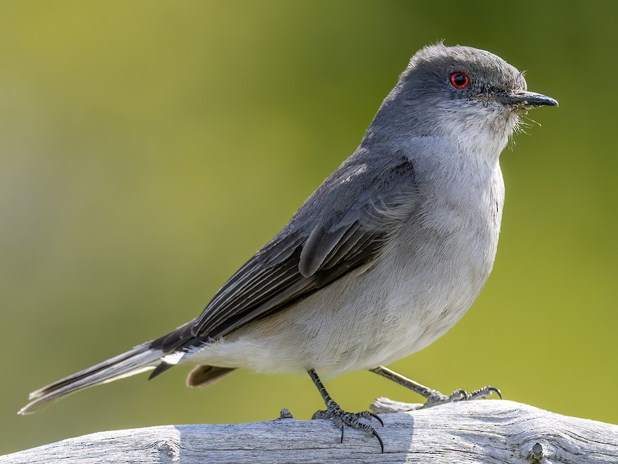 Fire-eyed Diucon - eBird