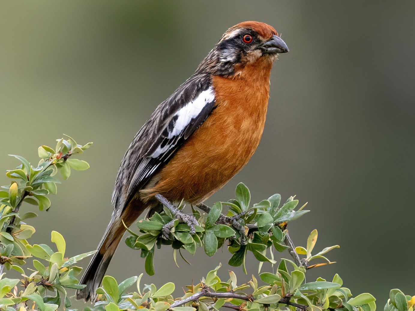 Rufous-tailed Plantcutter - eBird