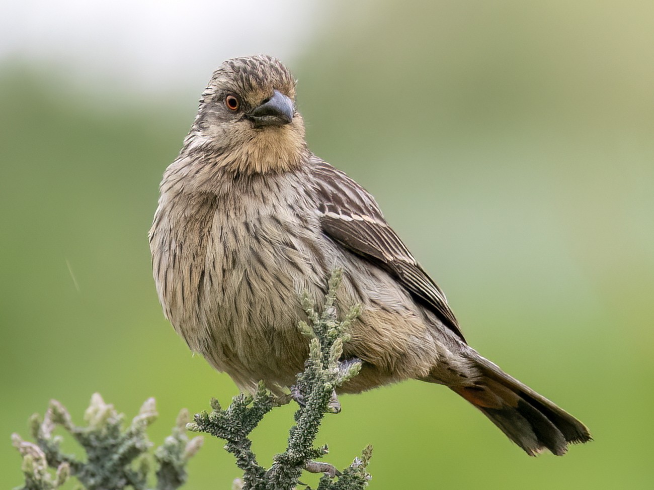 Rufous-tailed Plantcutter - eBird