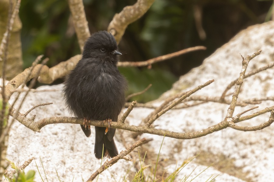 Tomtit (Snares Is.) - eBird