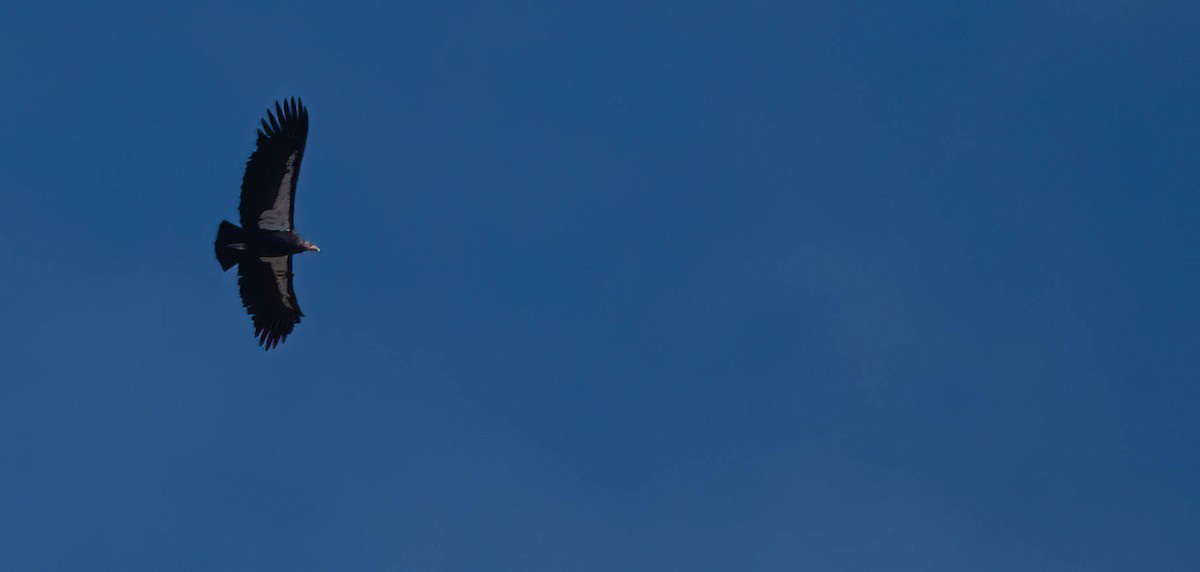 eBird Checklist - 28 Dec 2023 - The Flying J (Condor Watch) - 9 species