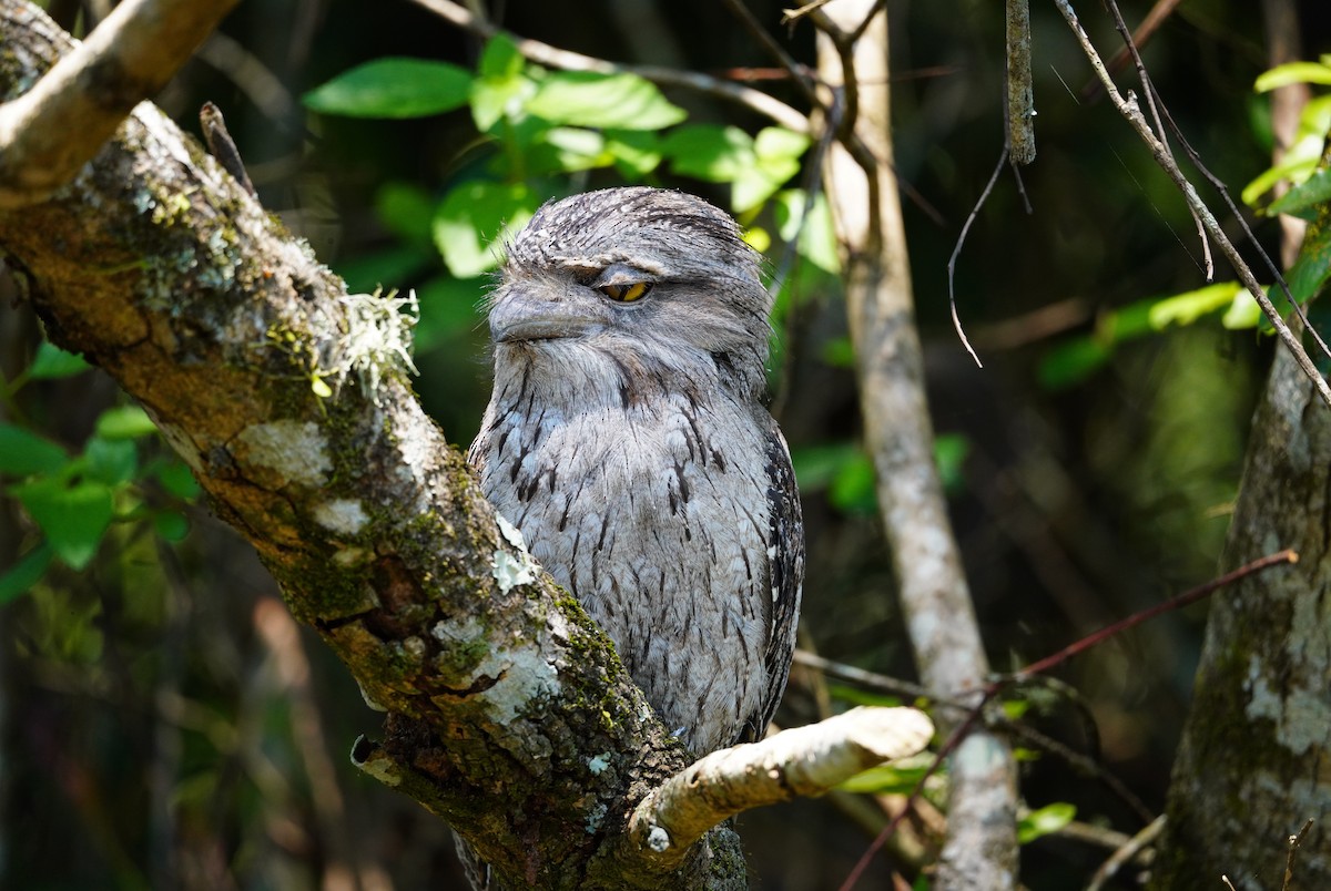 eBird Checklist - 29 Dec 2023 - Maiala,D'Aguilar National Park Picnic ...