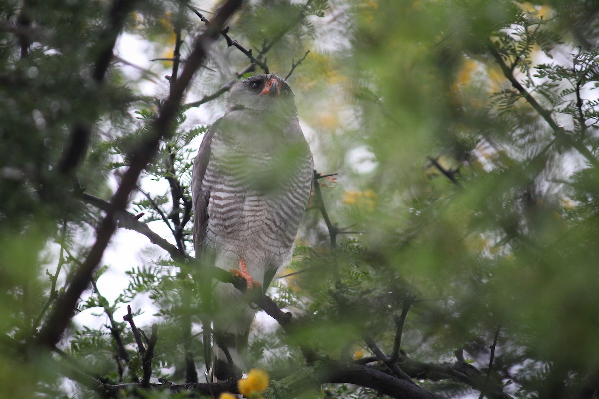 eBird Checklist - 29 Dec 2023 - Mountain Zebra NP - 6 species