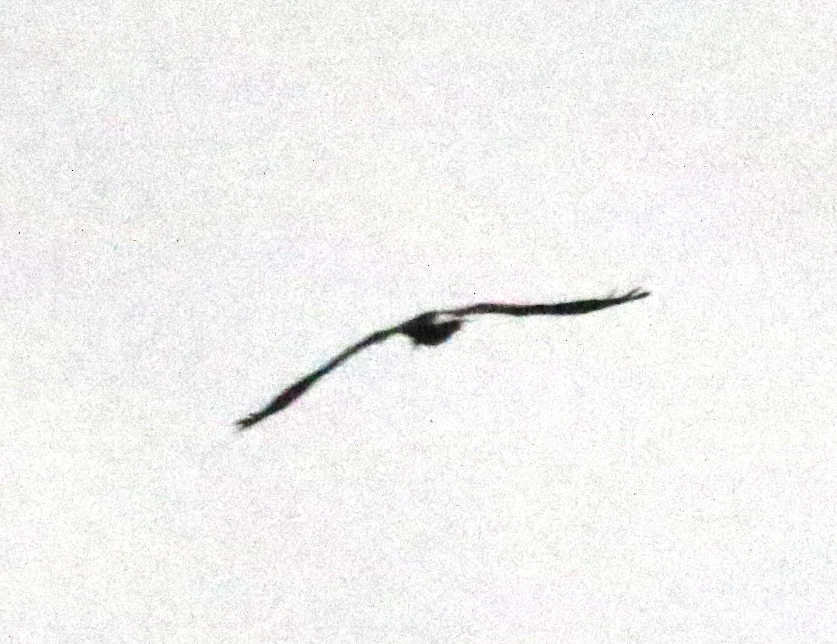 eBird Checklist - 28 Dec 2023 - 7079 Pelican Bay Boulevard, Naples ...