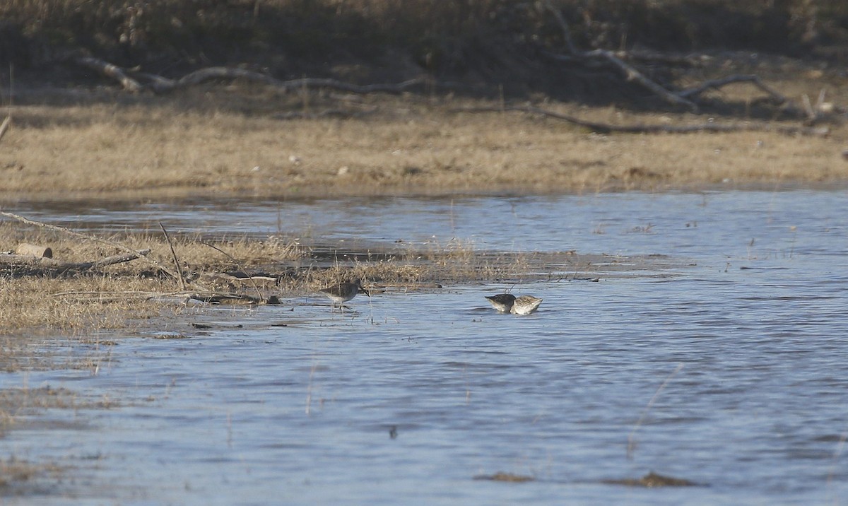 eBird Checklist - 28 Dec 2023 - Granger Lake--Sore Finger Unit - 50 ...
